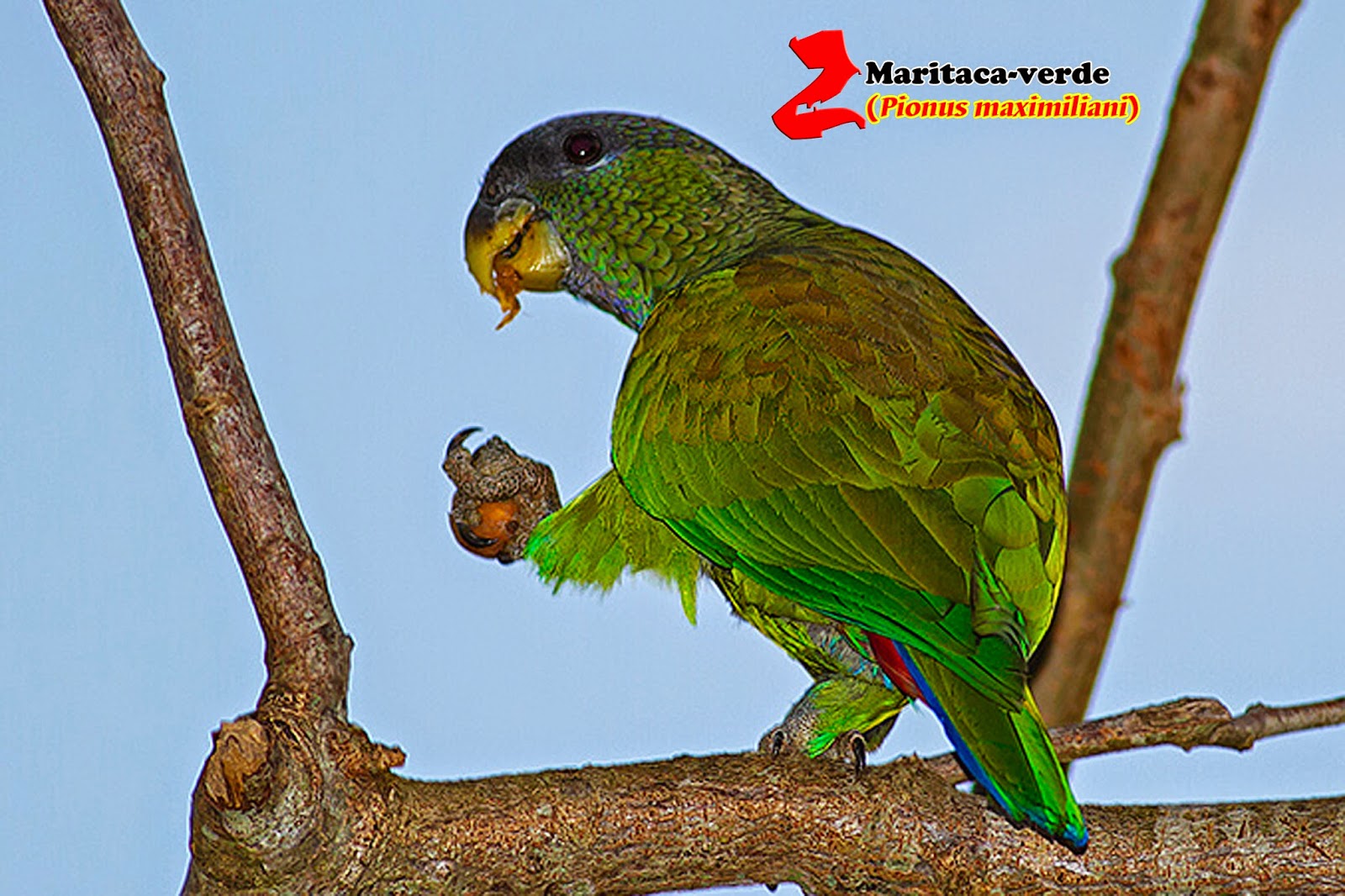 Zoologia: Maritaca-verde (Pionus maximiliani)